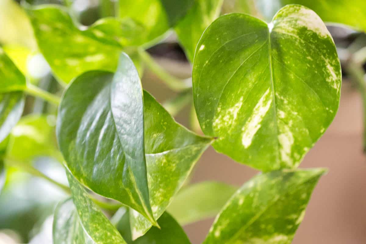 How To Grow + Care For Pothos Plants - Green Garden Cottage