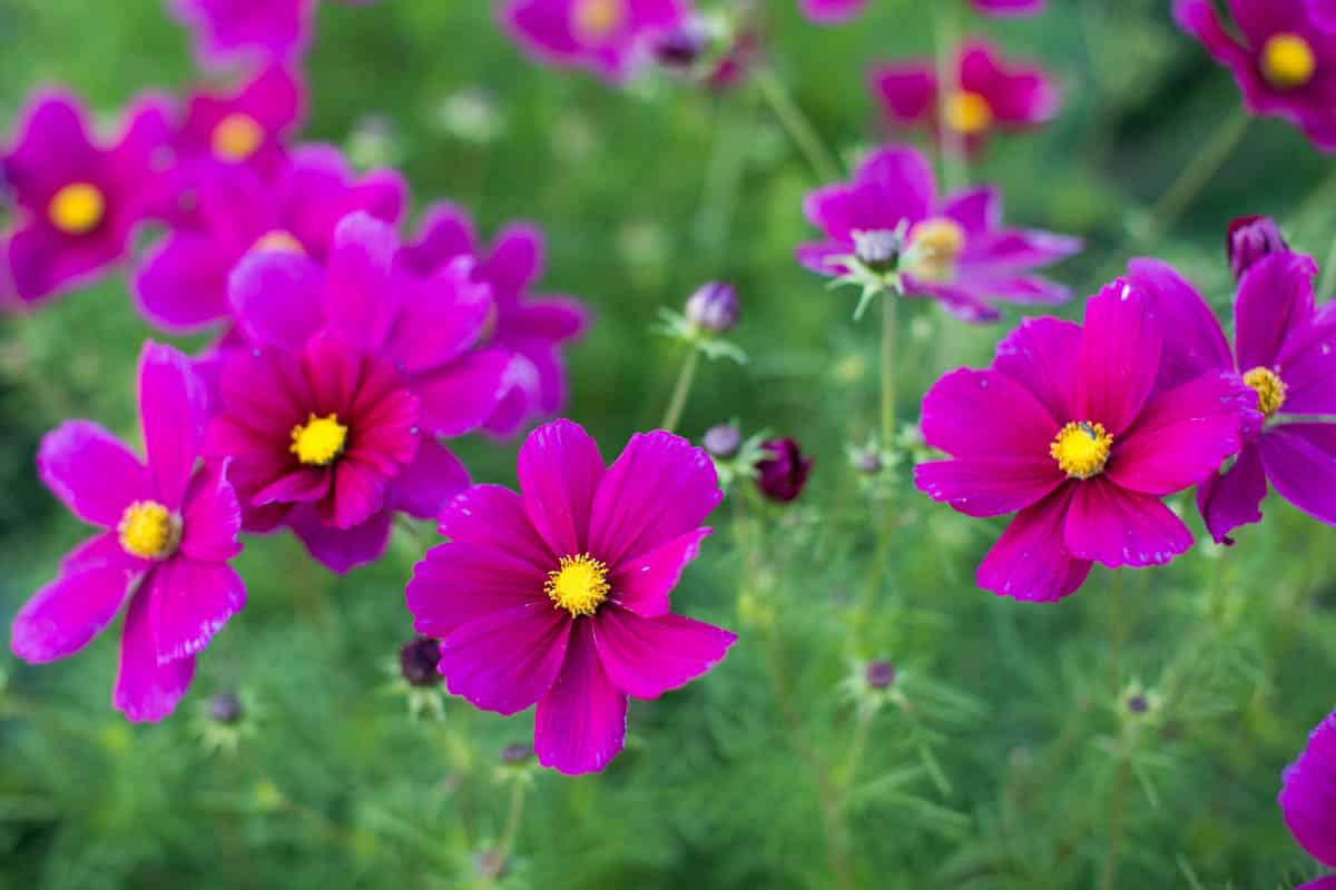 How To Plant And Grow Gorgeous Cosmos Flowers - Green Garden Cottage